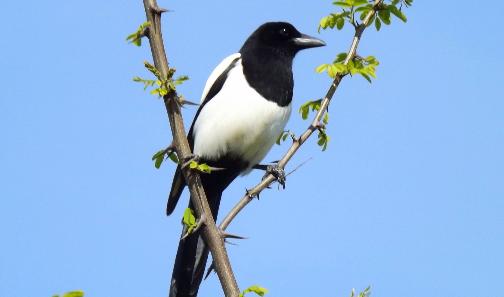 As Spring swoops in, so do the birds - The Indian Sun