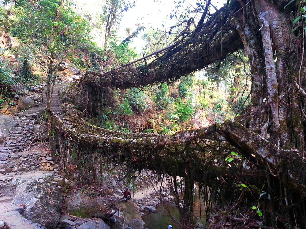 To connect to nature in every way, walk the Living Root bridge