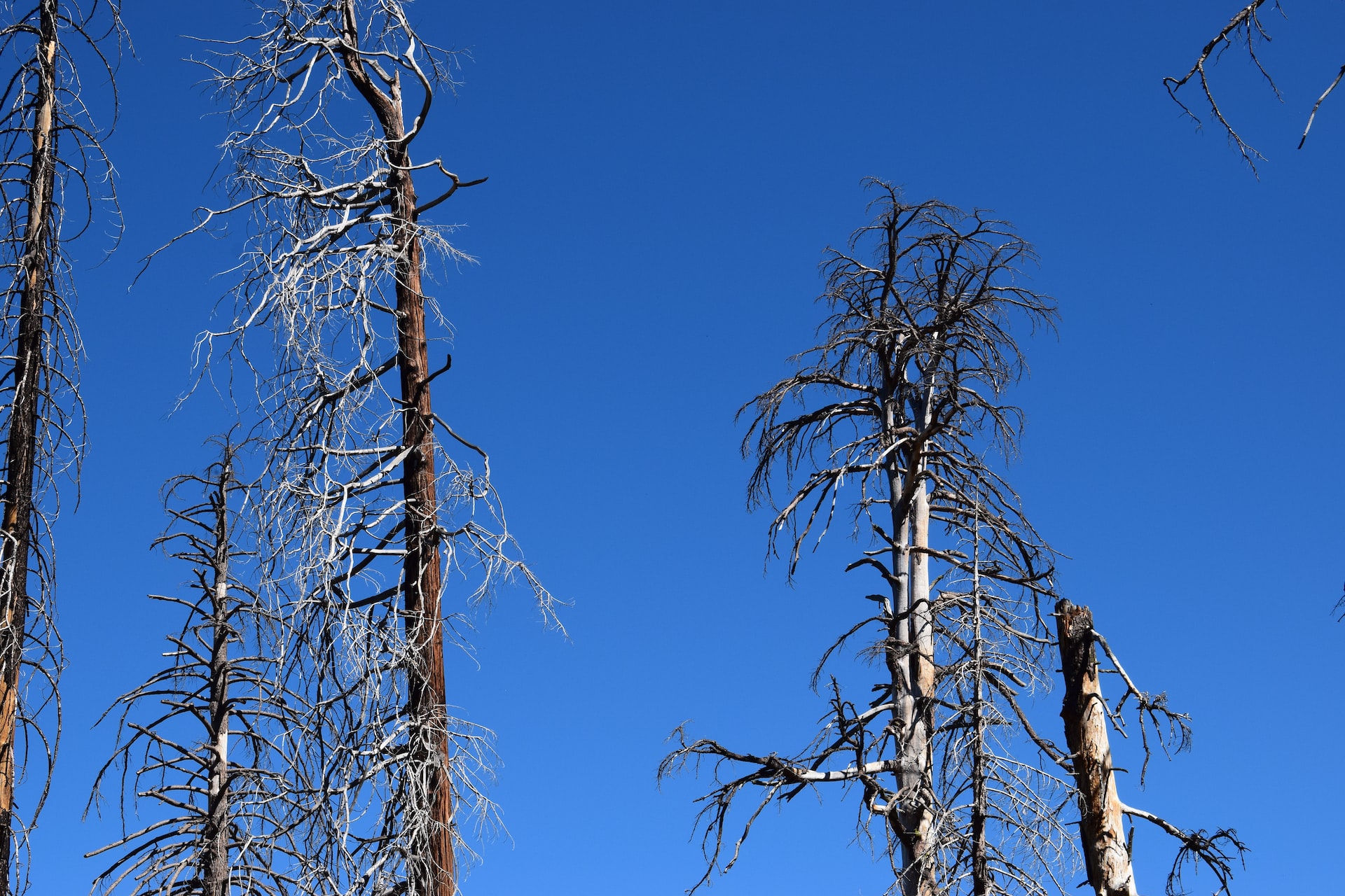Do High Temperatures Affect Trees Negatively?