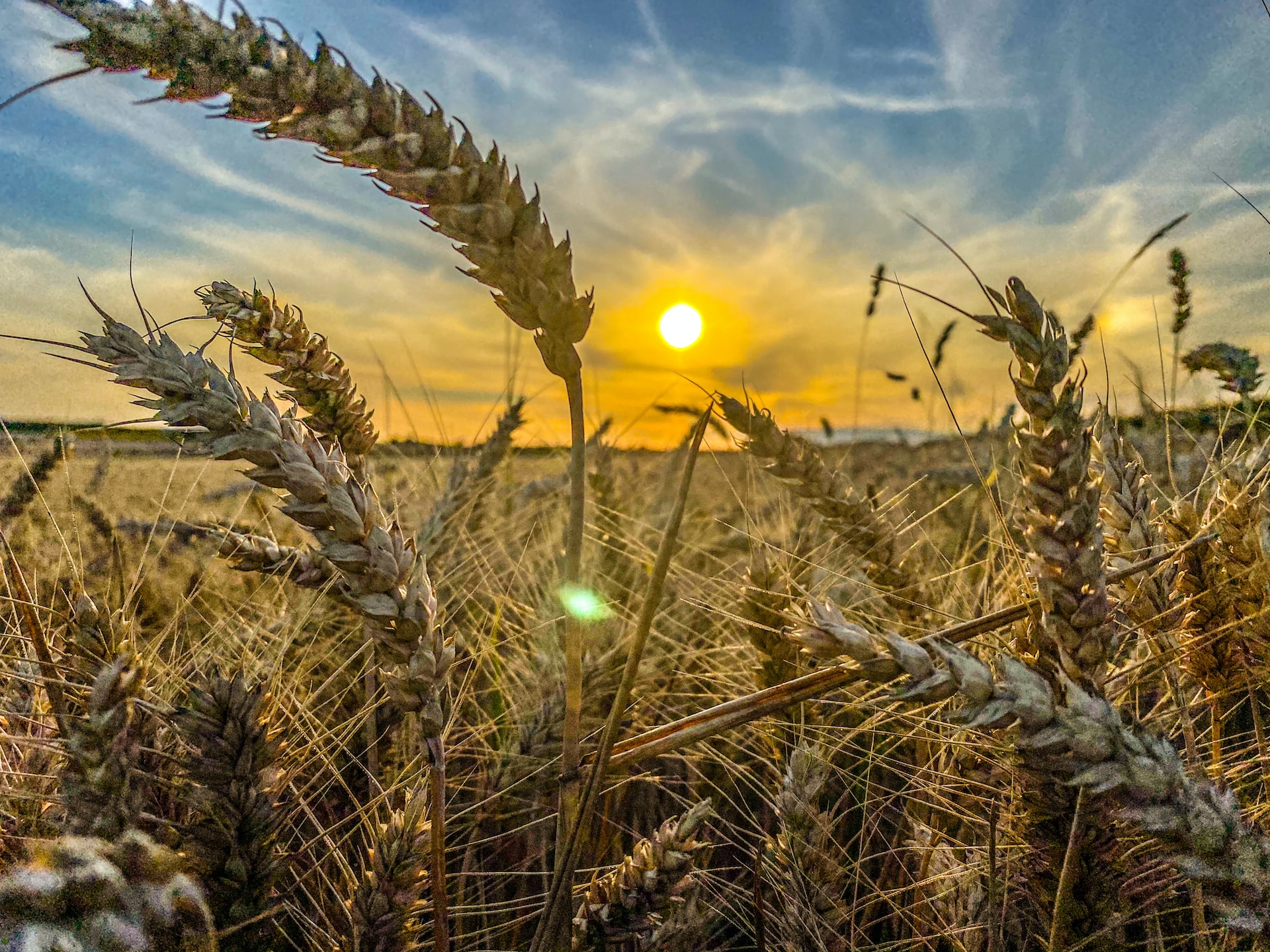 Bumper Wheat Crop Expected in Australia - The Indian Sun