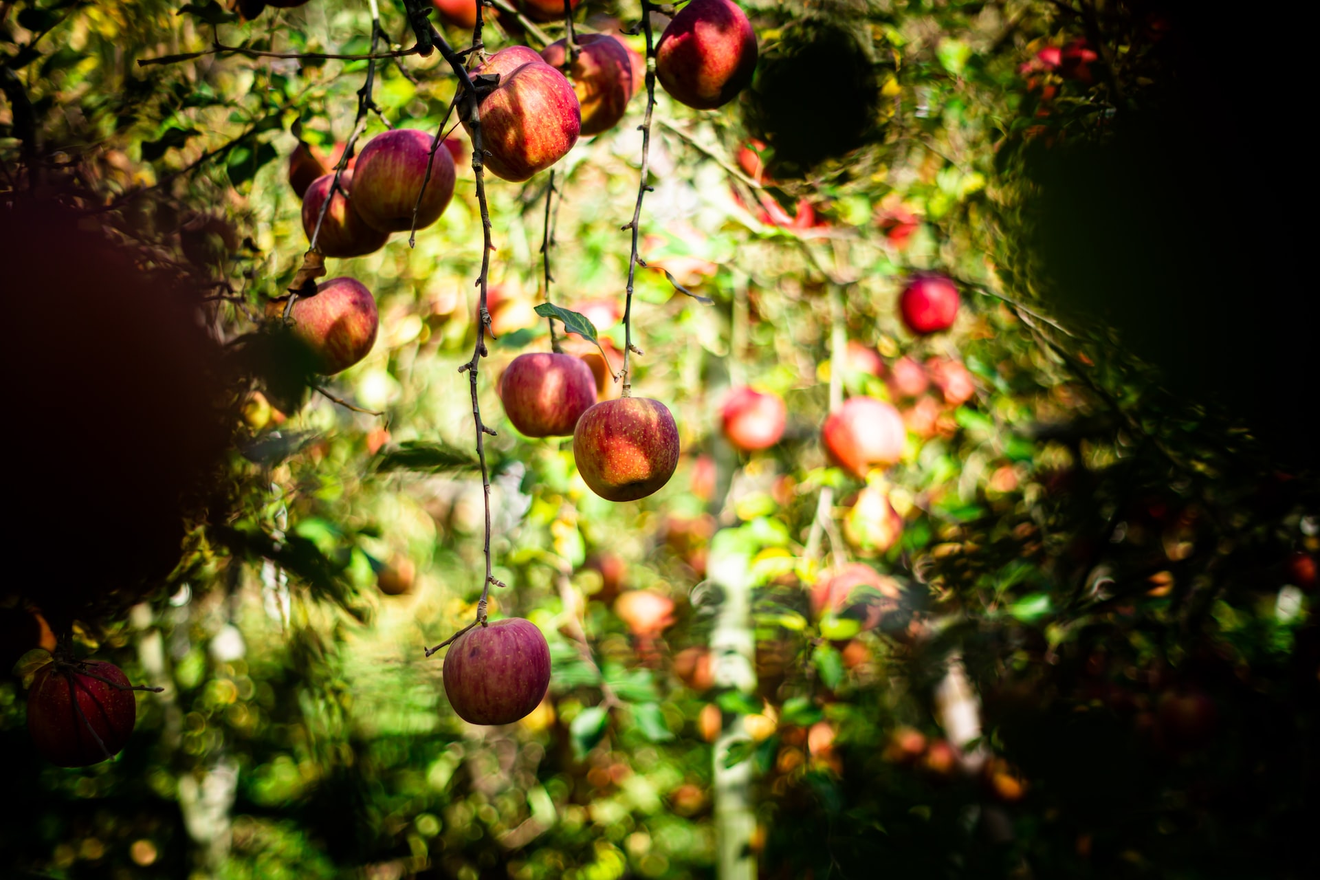 Collins Bros Orchards Continues its Tradition - The Indian Sun