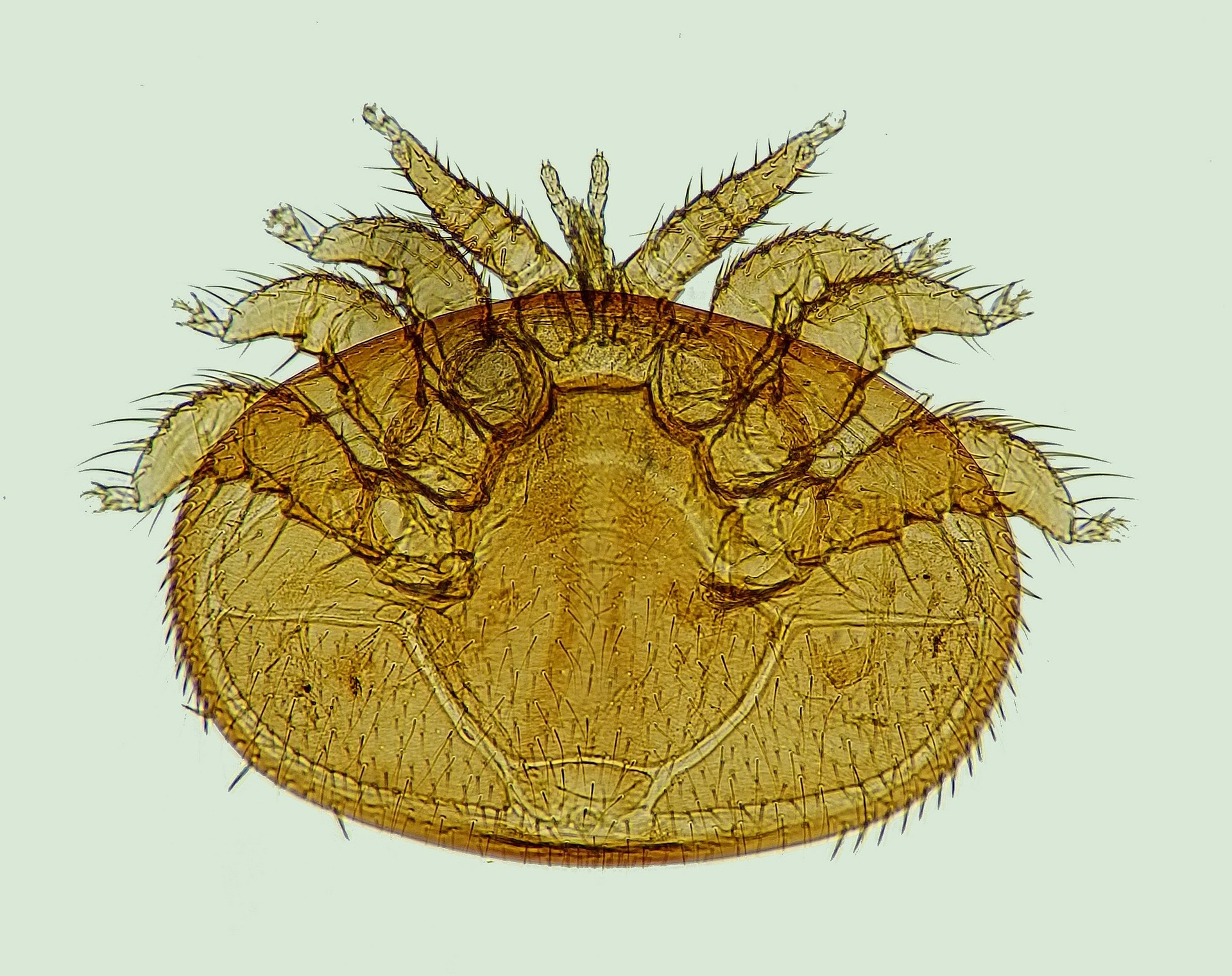 Australian Harvest Season in Jeopardy due to Varroa Mites - The Indian Sun