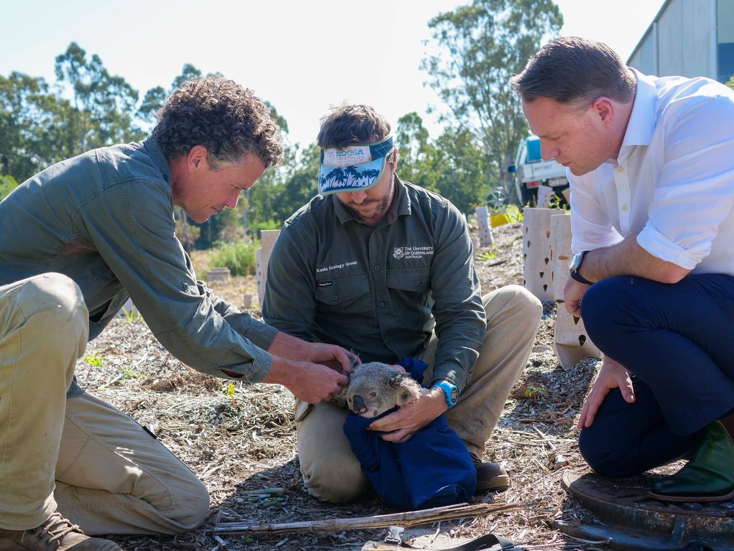 Koalas get a helping paw in Brisbane - The Indian Sun