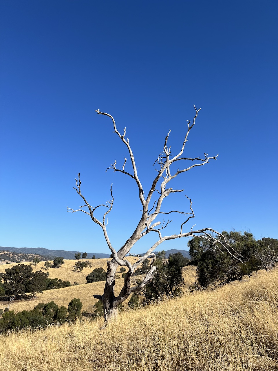 Trees across Australia’s forests are dying at faster rates as climate ...