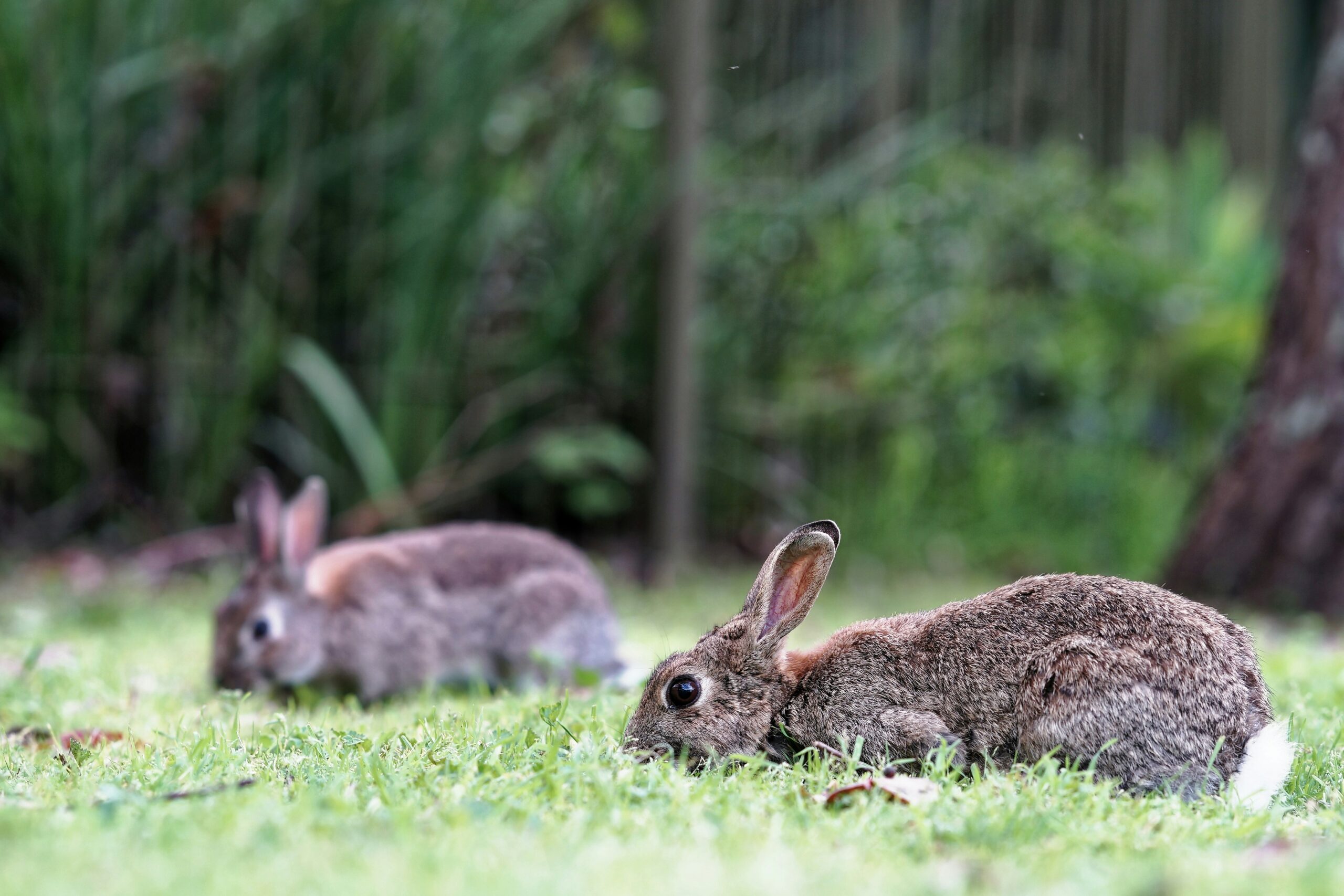 Online tool opens up rabbit reporting ahead of seasonal calicivirus ...